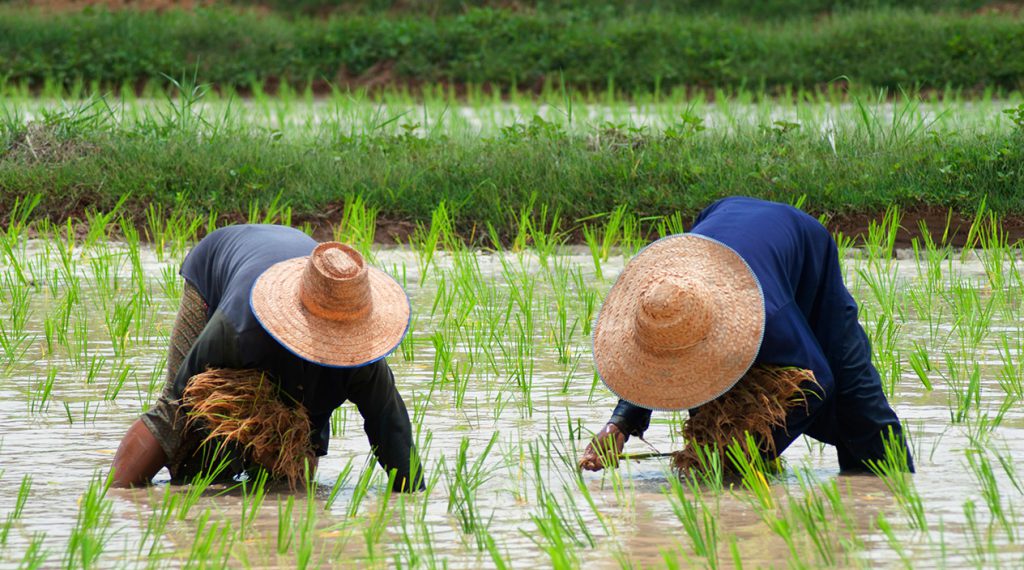 About Our Rice - TAAN