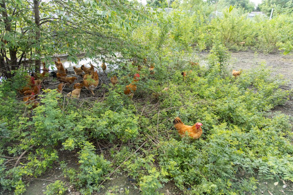 Meet the Food Artisans: Tan Khun Organic Farm - TAAN